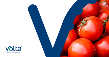 Veggie Processing: Thermoplastic Belt Optimization - Volta Belting