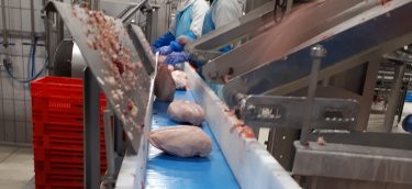 Efficient Turkey Processing with SuperDrive™ Belts - Volta Belting